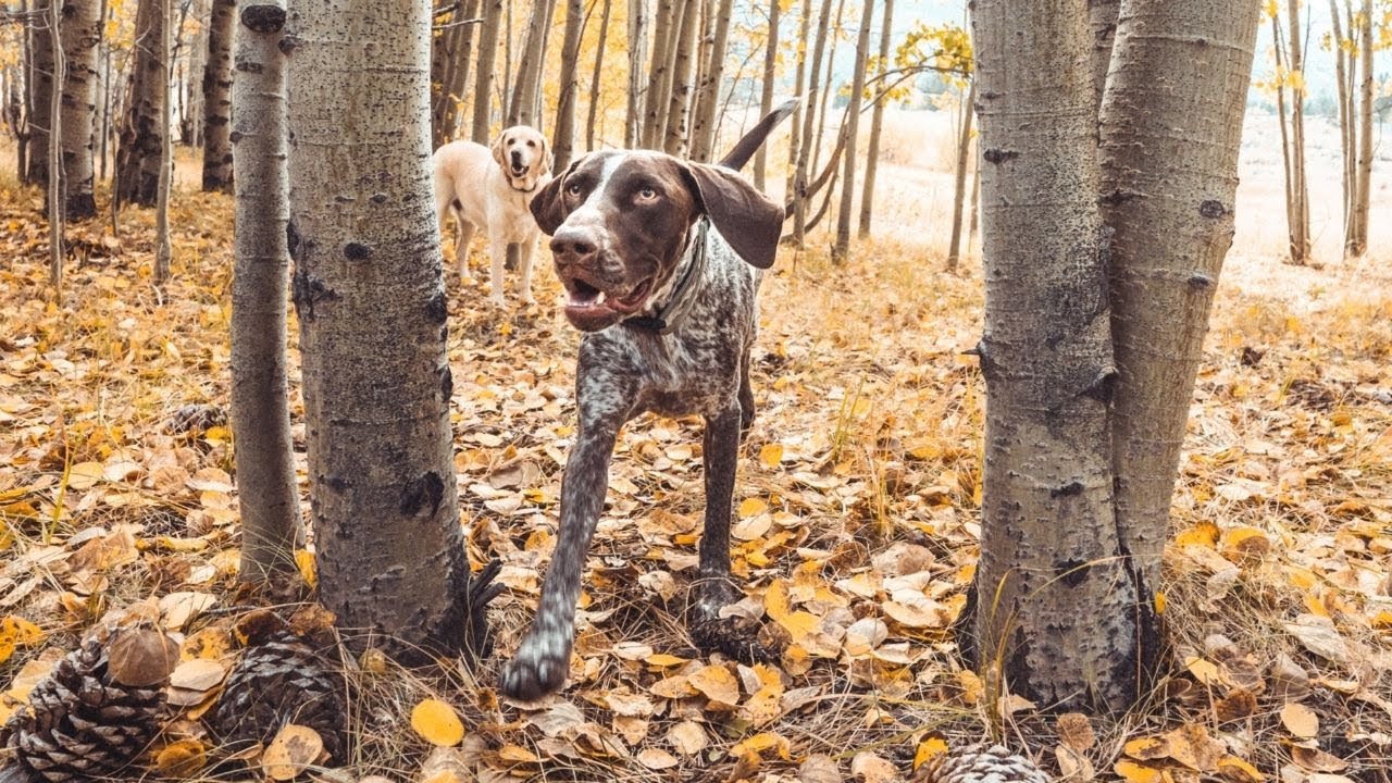 German Shorthaired Pointers Hunting INSTINCTS but we don't hunt - YouTube