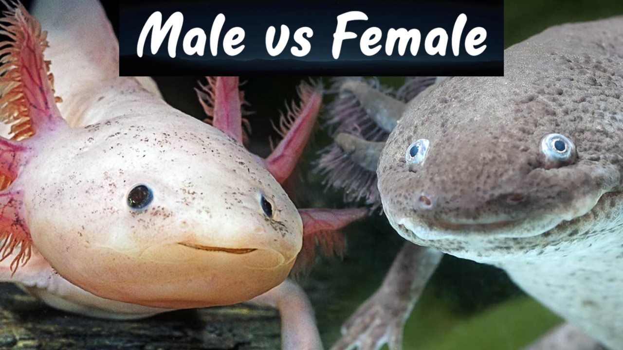 🕵️♂️ How to SPOT Male vs Female Axolotls (ULTIMATE Gender Guide ...