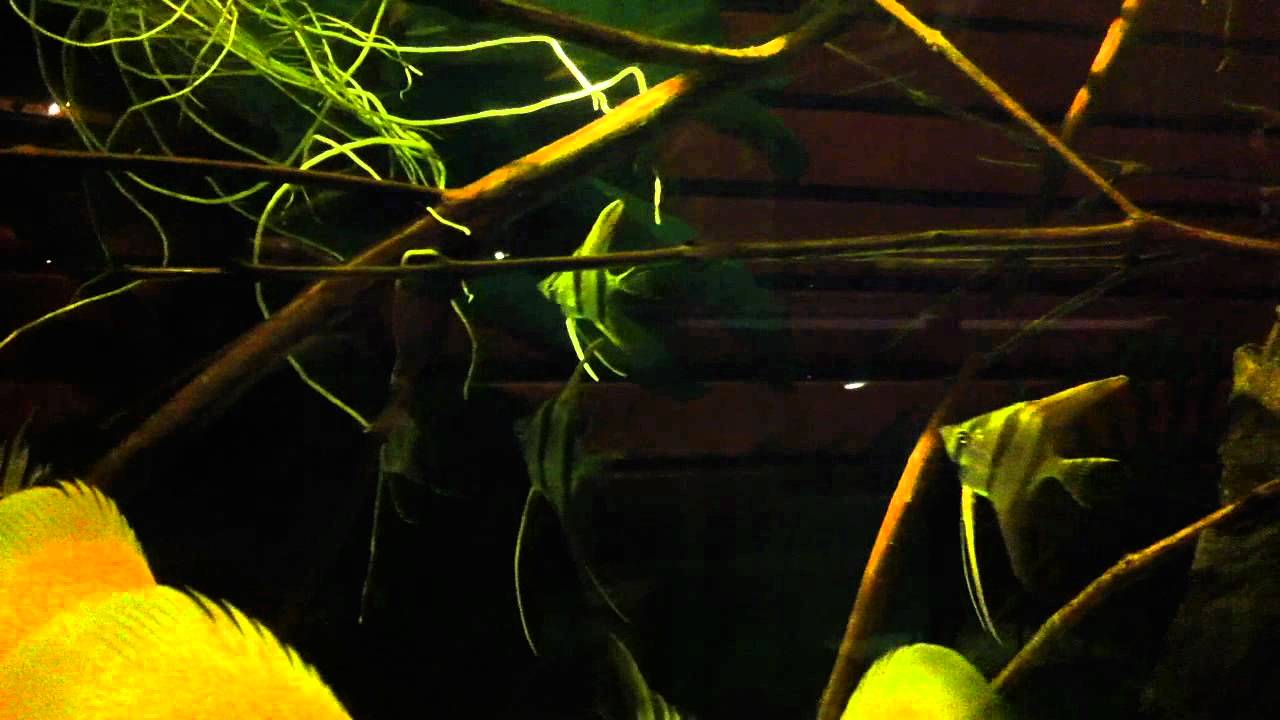2012 Altums & Discus biotope 02 - YouTube