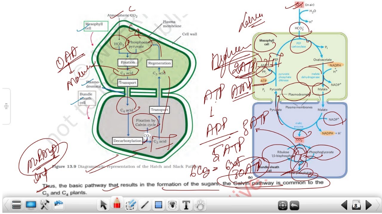 CSIR DBT ICMR JRF | Photosynthesis Part 5 | C4 Cycle | Hatch & Slack ...