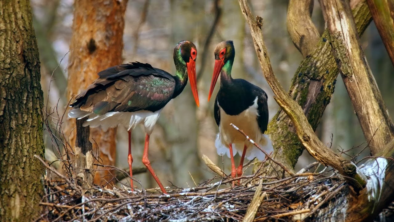 Birds in love – Black stork courtship display - YouTube