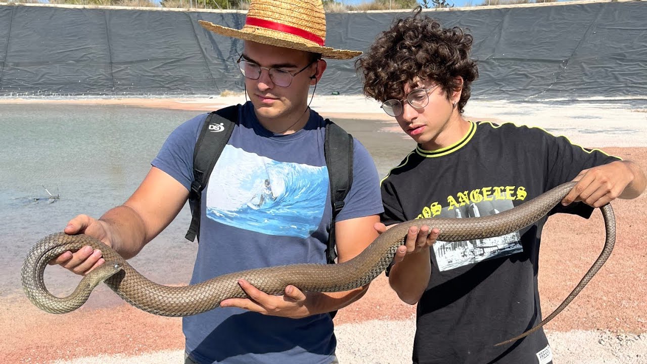 Esta es la Serpiente más Grande de España (1,93m) | ft. Melerus - YouTube