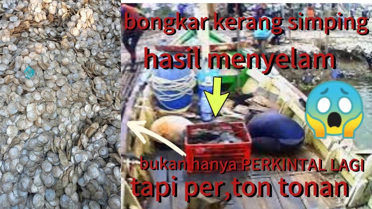 BUKAN HANYA PERKINTAL LAGI !! TAPI PER TON TON,AN... BONGKAR KERANG ...