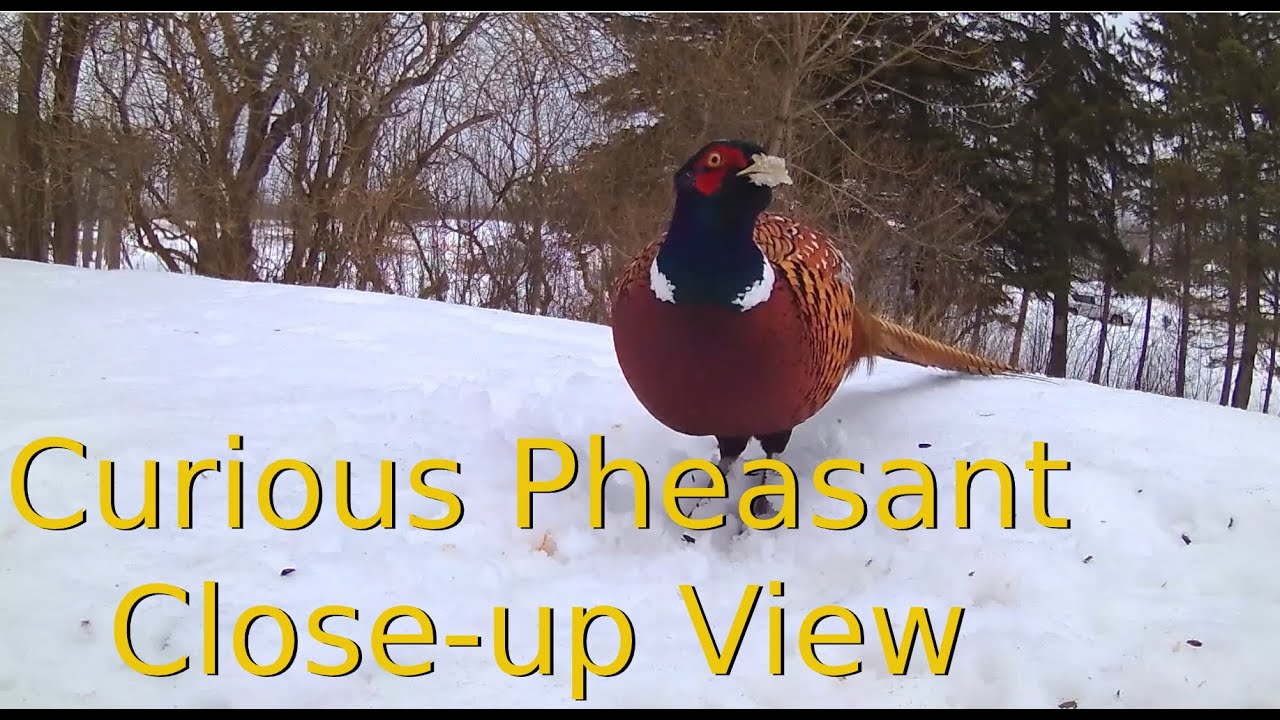 Curious Pheasant comes to visit. - YouTube