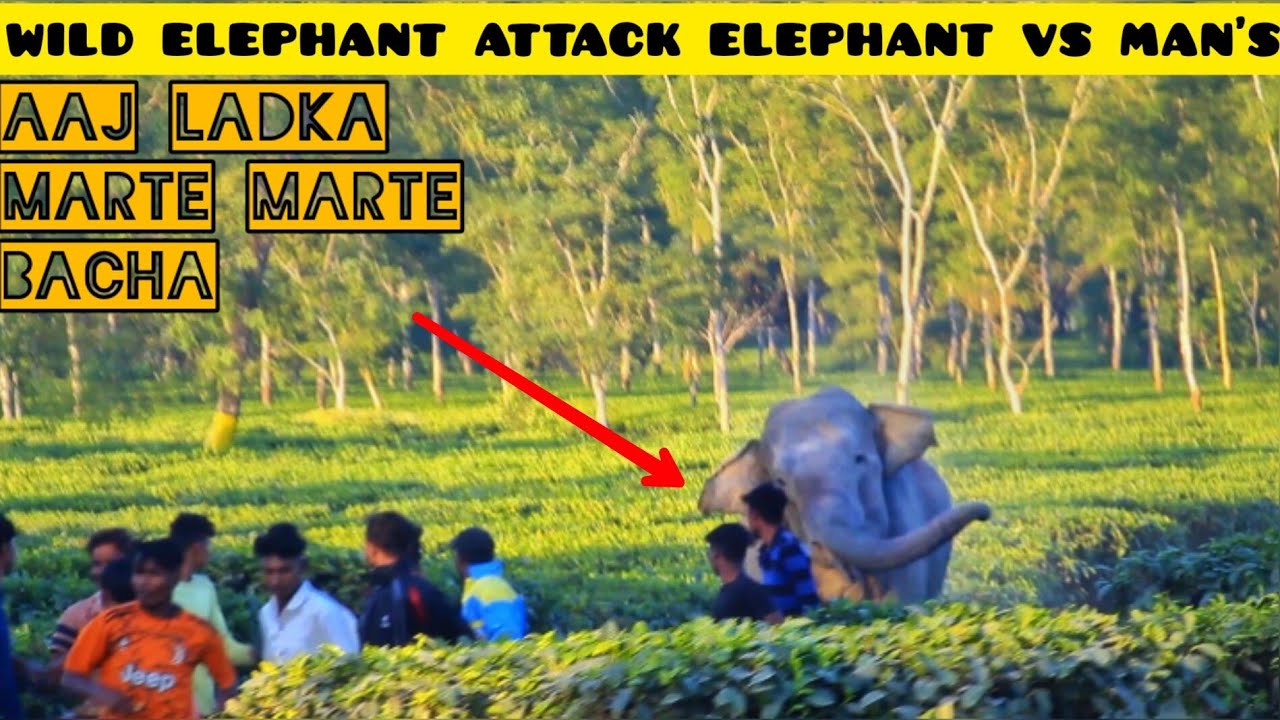 WILD ELEPHANT VS MAN'S🐘 ELEPHANT ATTACK🐘Leteku jan or hahti kali bohut ...