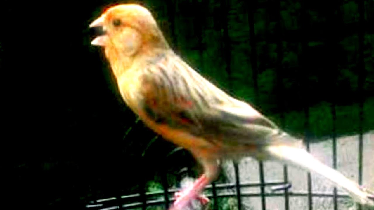 canary singing / Spanish Timbrado canary's most powerful song for ...