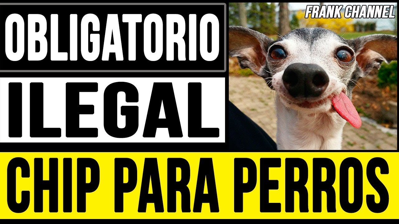 Chip en Perros - Obligatorio? - Informe Especial | Frank Channel - YouTube