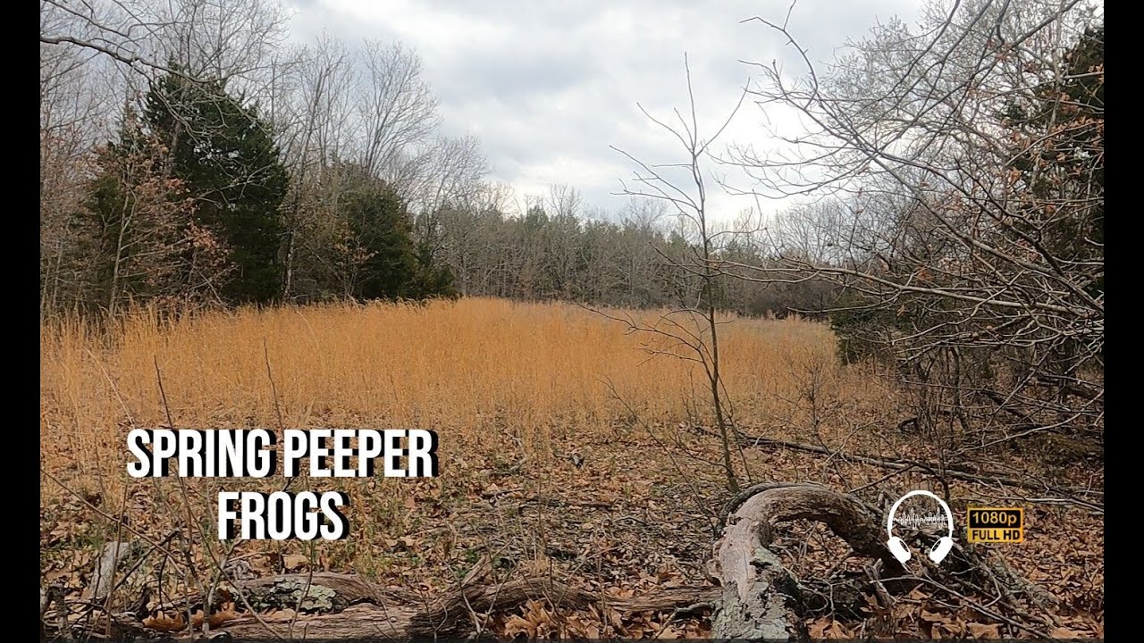 HD 30 Min Grass Field in Spring Frogs Chirping | Ozarks | Ambience ...