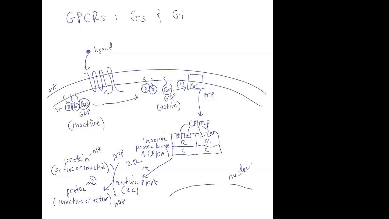 Schneid Guide to GPCRs: the Gs and Gi Pathways - YouTube