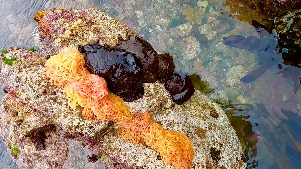 Coastal Foraging - Lobster & Giant Sea Slugs ! Catch & Cook - YouTube