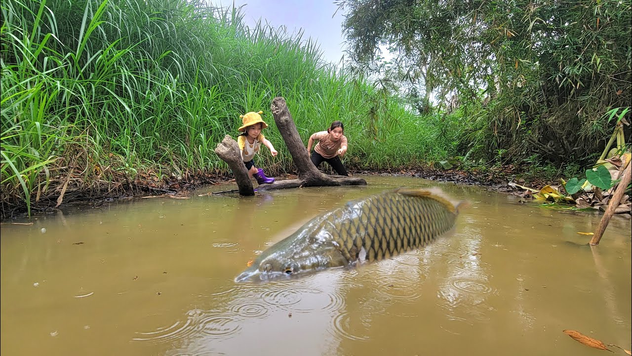 Meet giant fish in a lake. The girl caught many giant fish and giant ...