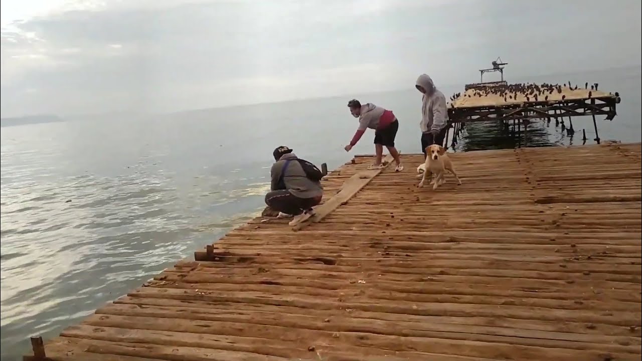 UN DIA DE PESCA EN EL MUELLE DE PISCO - YouTube