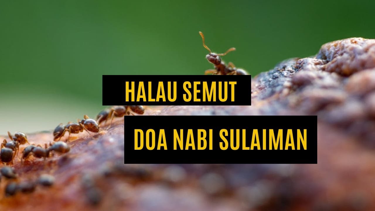 Prophet Sulaiman's Prayer Drives Away Ants 1 Hour | Doa Nabi Sulaiman ...