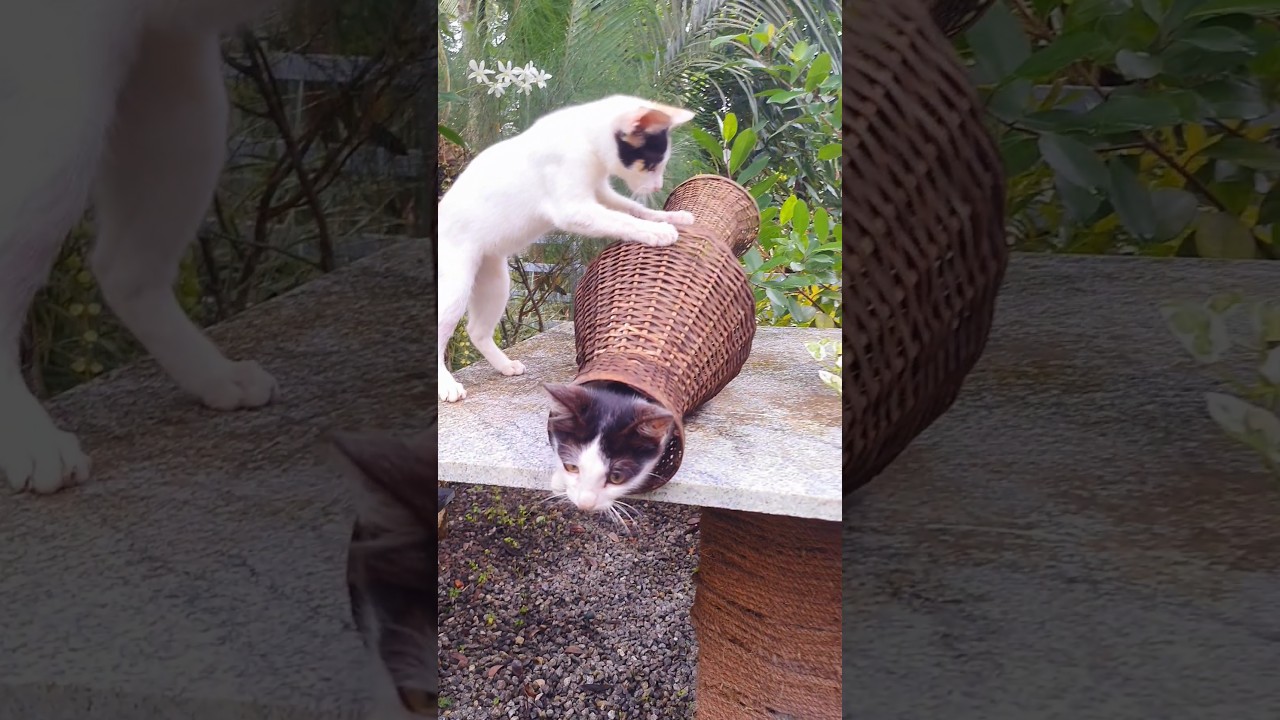 Fun time mimo, momo #shortvideo #cat #funny #art #shorts #catvideos ...