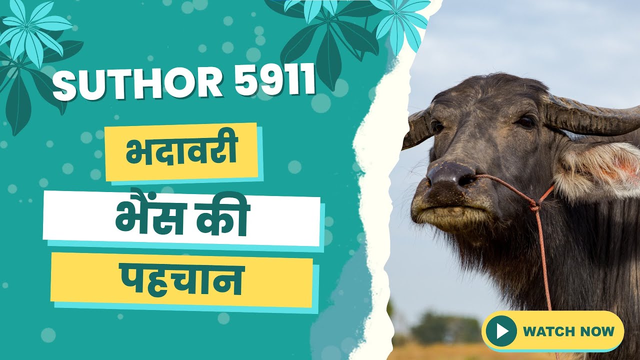 Bhadawari Buffalo |भदावरी नस्ल की भैंस के दूध से निकलता है सबसे अधिक घी ...