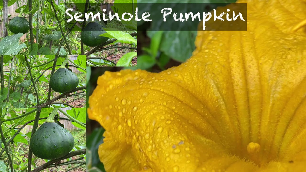 Growing Seminole Pumpkin |Cucurbita moschata|Tropical Pumpkin - YouTube