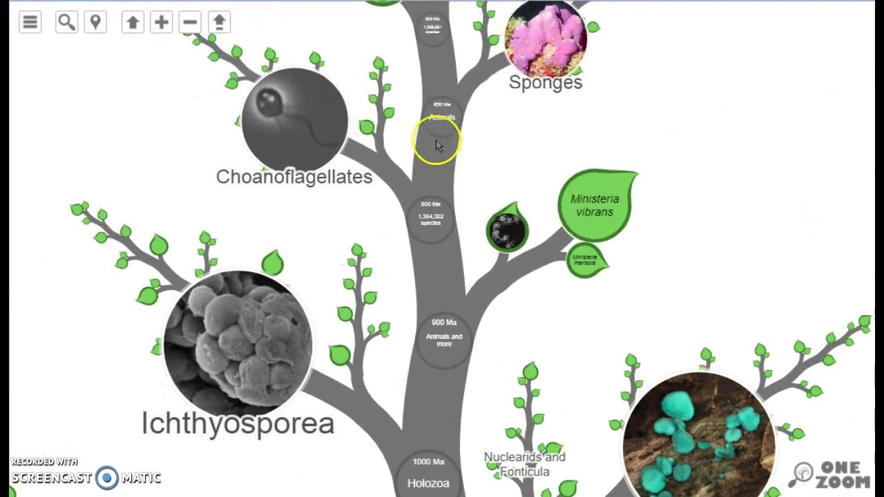 One Zoom Tree of Life Tutorial - YouTube