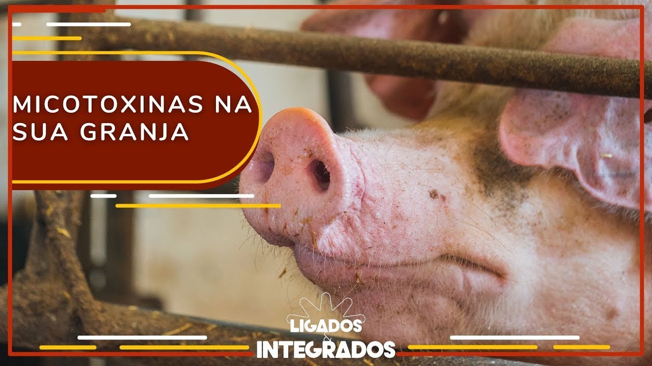 Micotoxinas: como elas podem afetar a granja de suínos? | Ligados ...