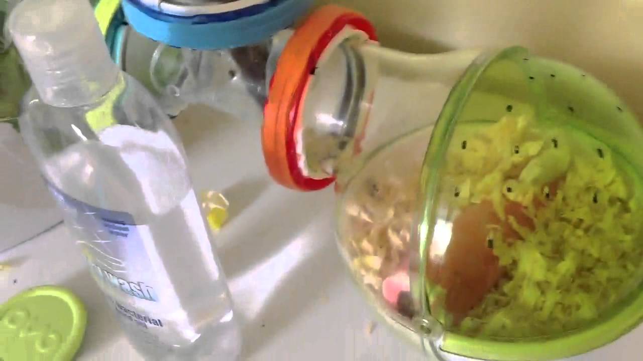 Daily Hamster Routine - YouTube