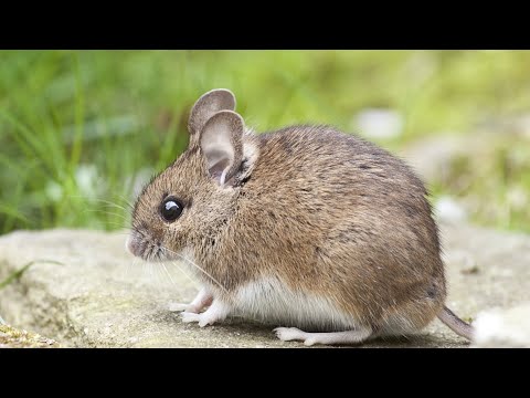 lèw reve rat nan dòmi me kisa li vledi 💯