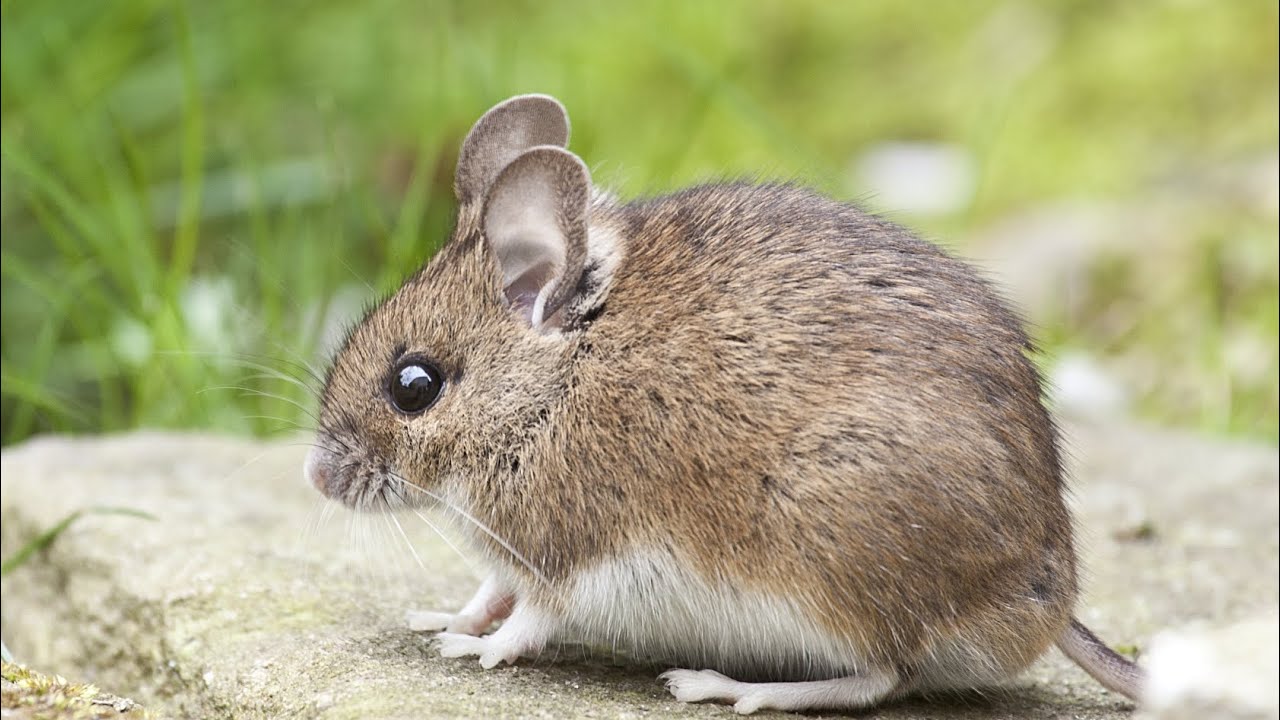 lèw reve rat nan dòmi me kisa li vledi 💯 - YouTube