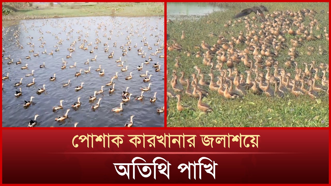 পোশাক কারখানার জলাশয় মুখর অতিথি পাখির কলতানে | News - YouTube