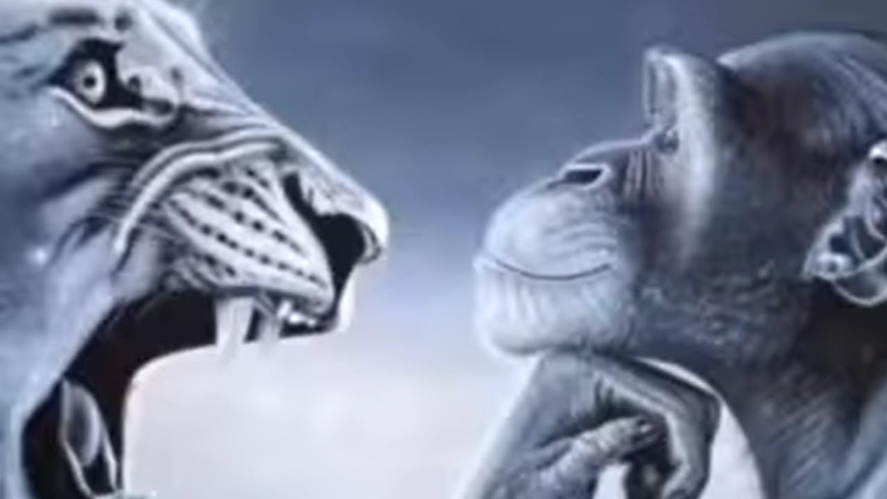 The Lion And The Monkey - YouTube