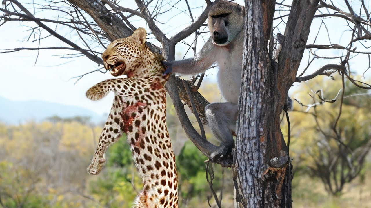 Amazing: Baboon Attacks Leopard For Revenge, Ending In Surprise - YouTube
