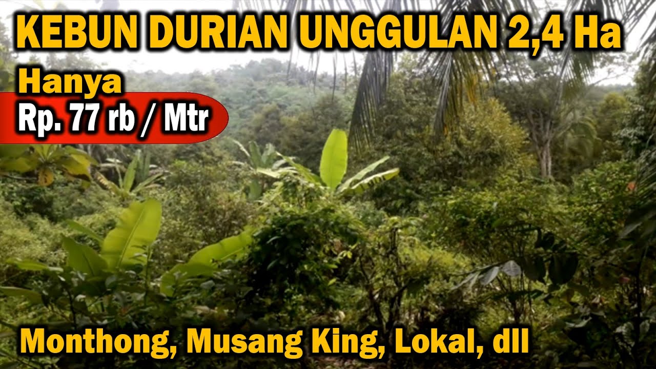 Dijual Kebun Durian Duren Unggulan 2,4 Ha | Akses Mobil | ABAH PROPERTI ...