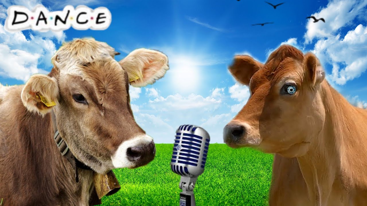 Crazy Cow Dance Complete Video Episode l 41 - YouTube