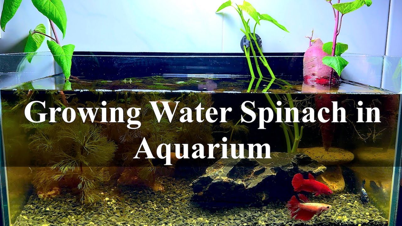 Betta Sorority ep10: growing water spinach in an aquarium - YouTube
