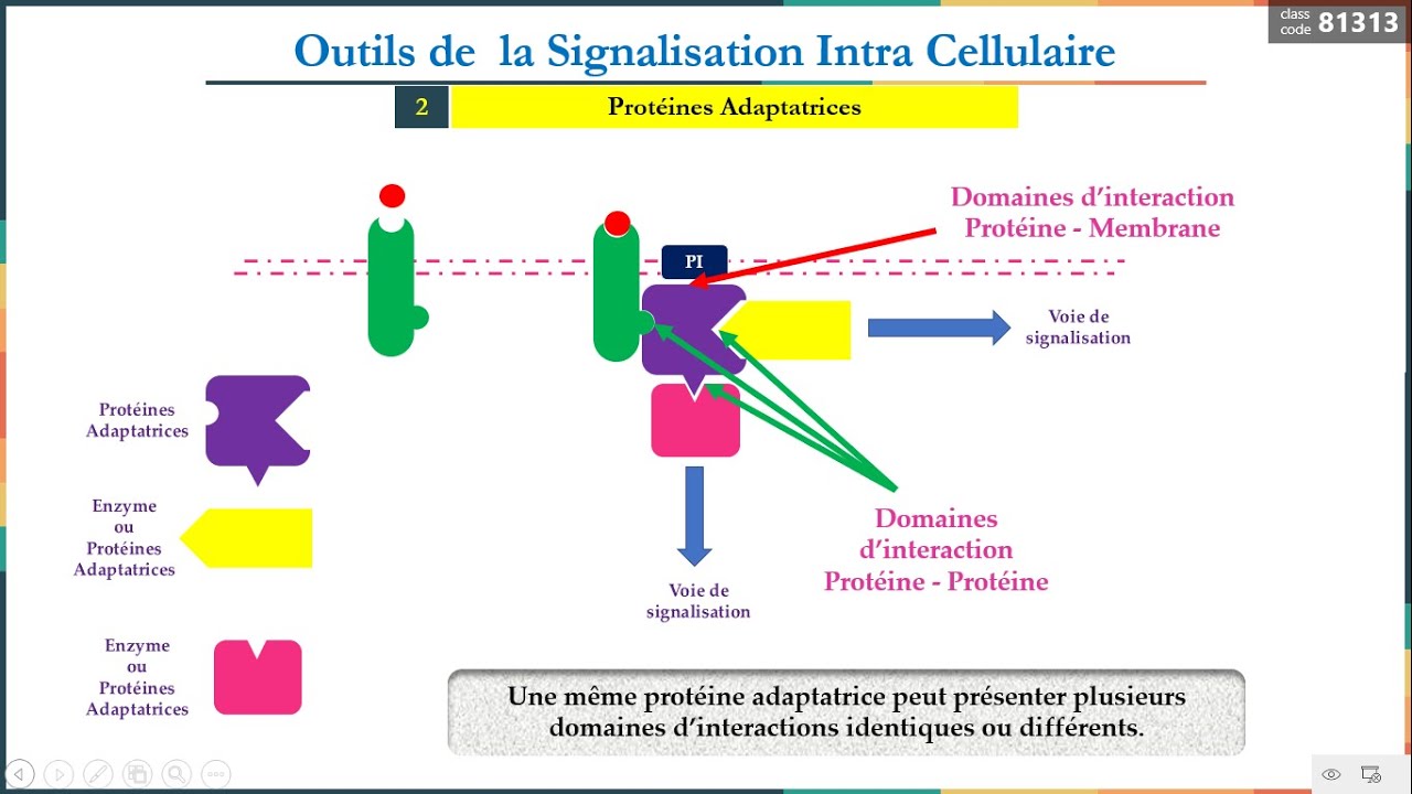 Leçon 9 : Outils de la signalisation Intracellulaire (2) - Protéines ...