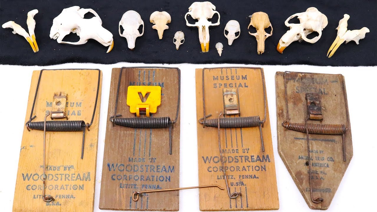 The Museum Special Mousetrap For Collecting Biological Samples ...