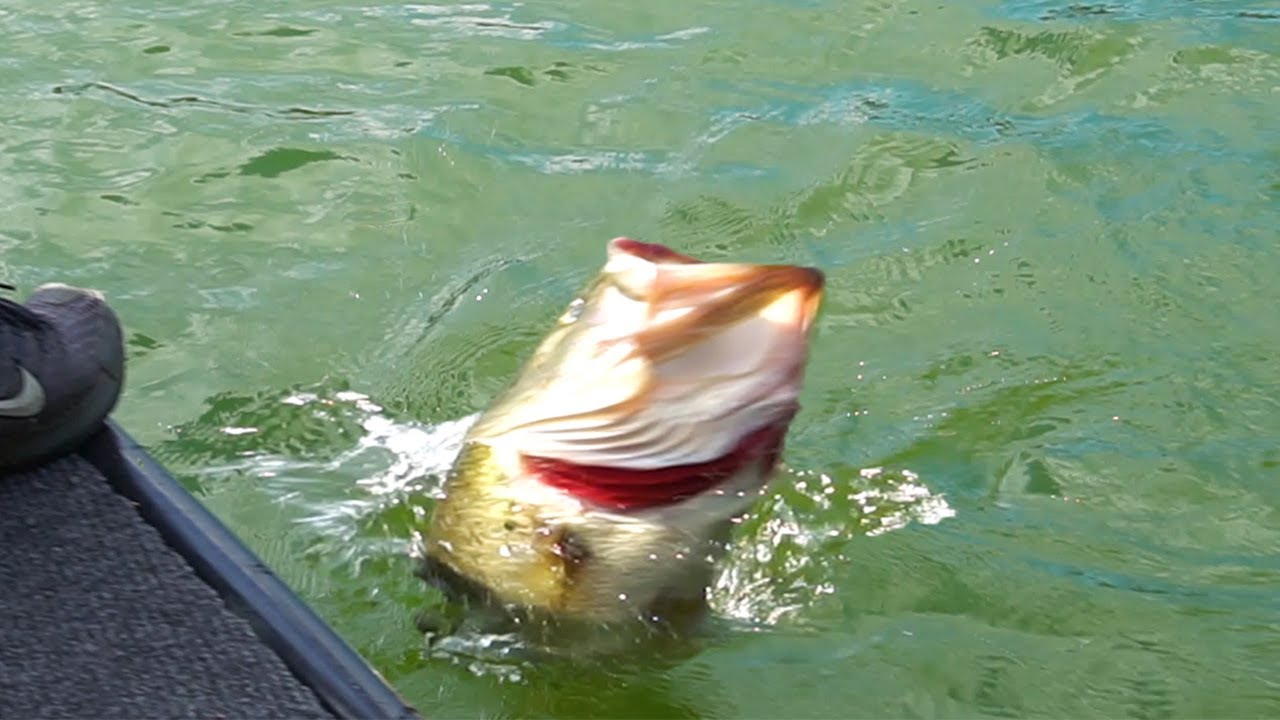 CATCHING GIANT POND MONSTERS!!! - YouTube