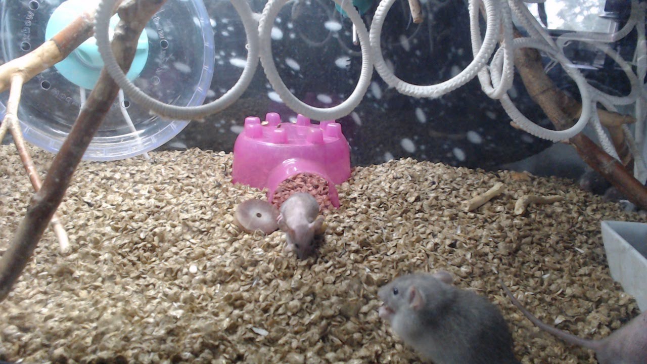 Atlantis Critter Cam #329 3-4 week old baby rats: Dumbo, Marten, Rex ...