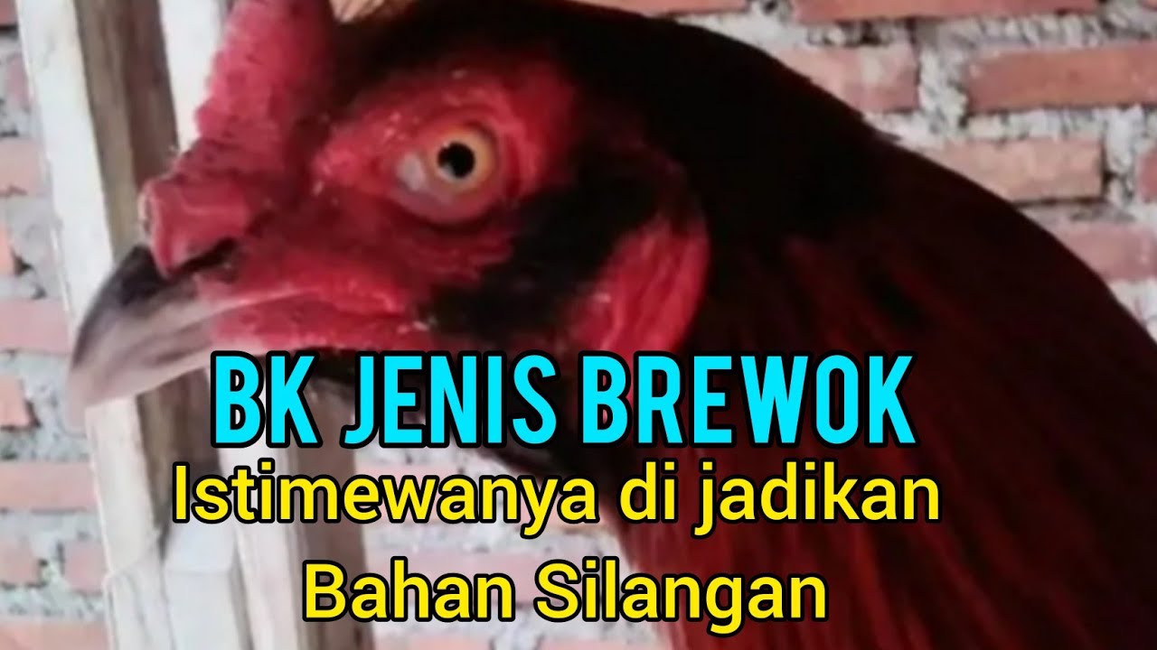 Keistimewaan Ayam Bangkok Jenis Brewok - YouTube