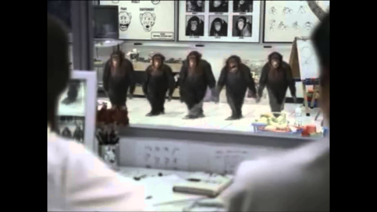 harlem shake the animals get in - YouTube