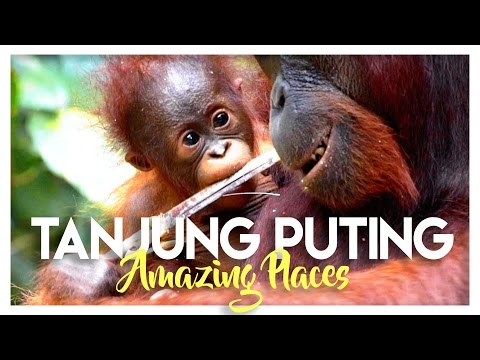 TANJUNG PUTING NATIONAL PARK: ORANGUTANS IN INDONESIA