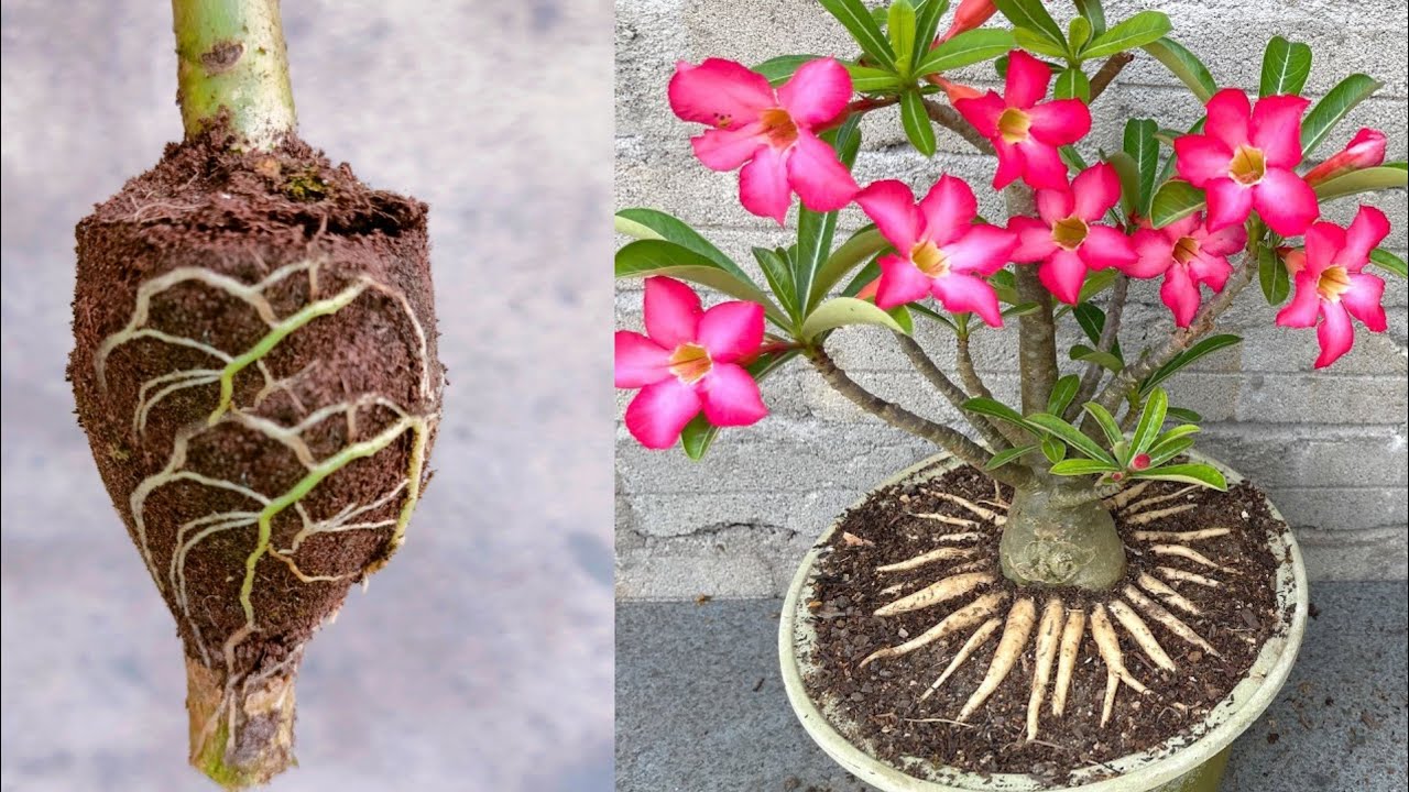 Propagate Adenium Flower by Air Layering with beautiful roots || Grow ...