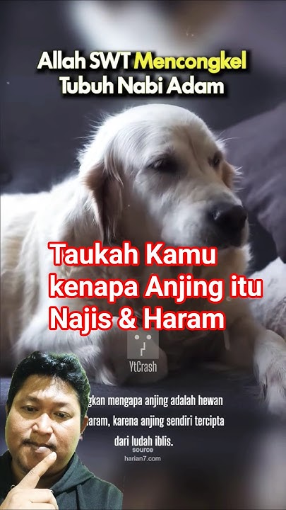 Mengapa Anjing Najis dan Haram #islam #kisah #anjing #shortvideo - YouTube
