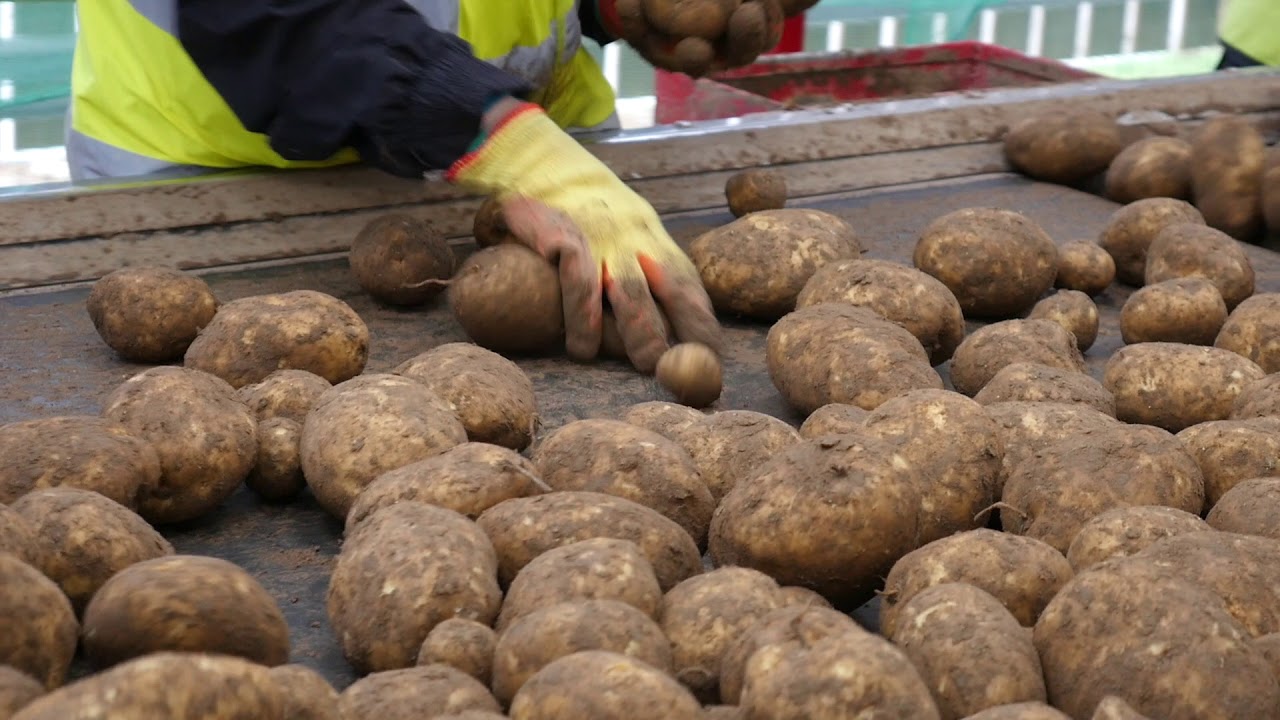 Tong Potato Grading Line - YouTube