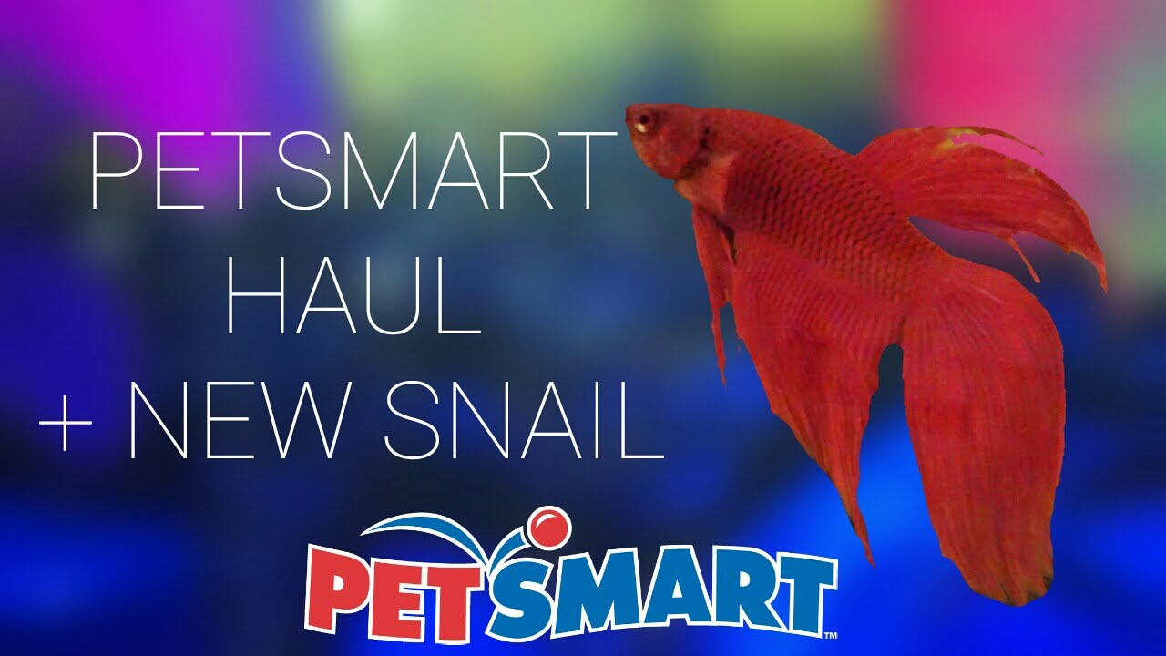 Petsmart haul Betta fish- new snail - YouTube