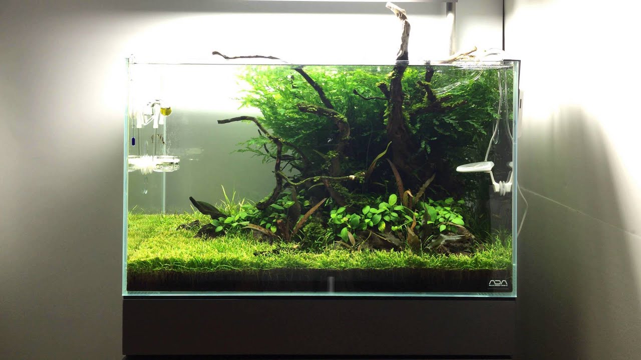 ADA 60-P Branch wood Layout after 7month - YouTube