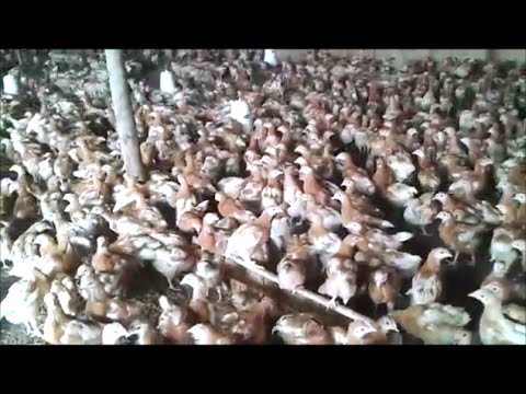 Commercial Poultry Farming in Uganda The Way to GO Part 3 - YouTube