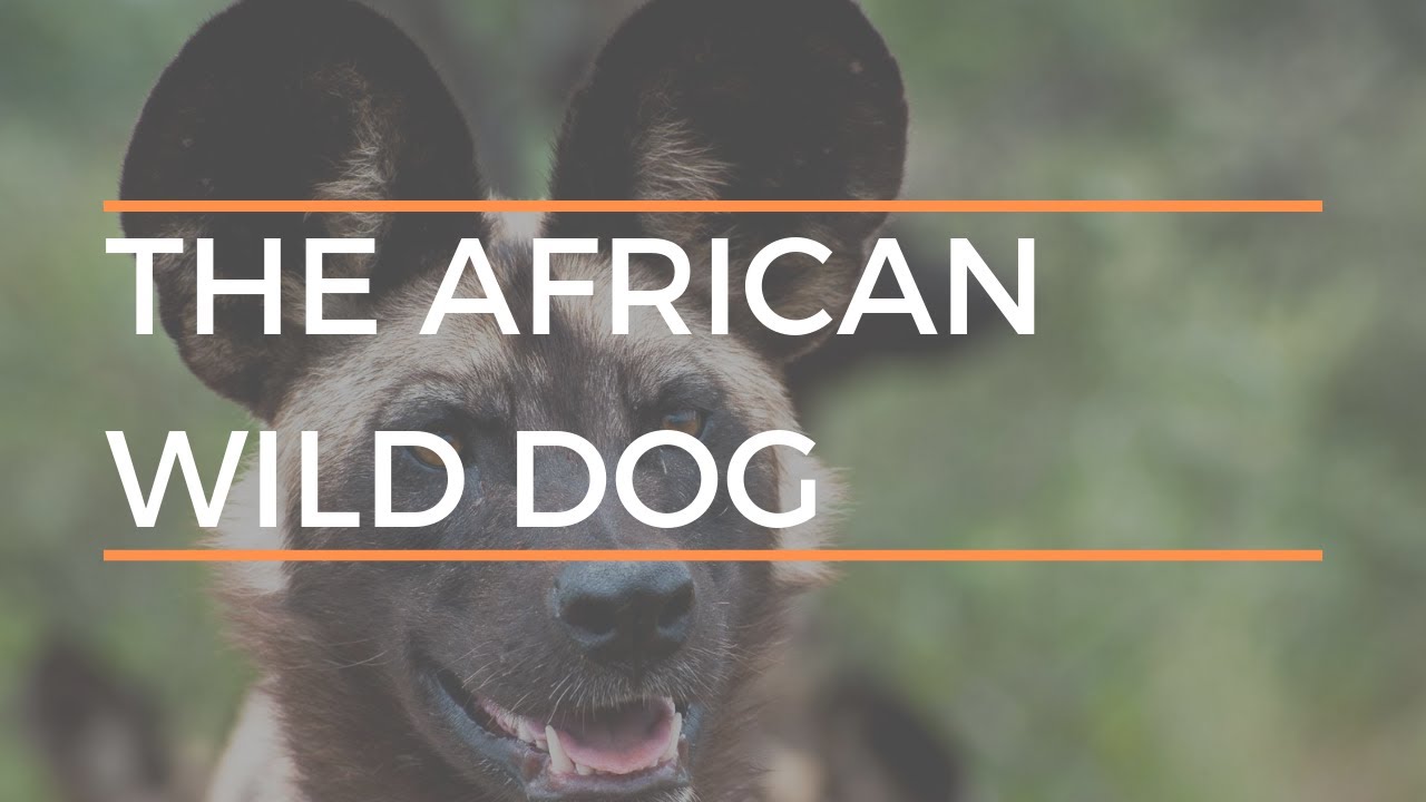 Amazing Facts About The African Wild Dog YouTube amazing-facts-about-the-african-wild-dog-youtube
