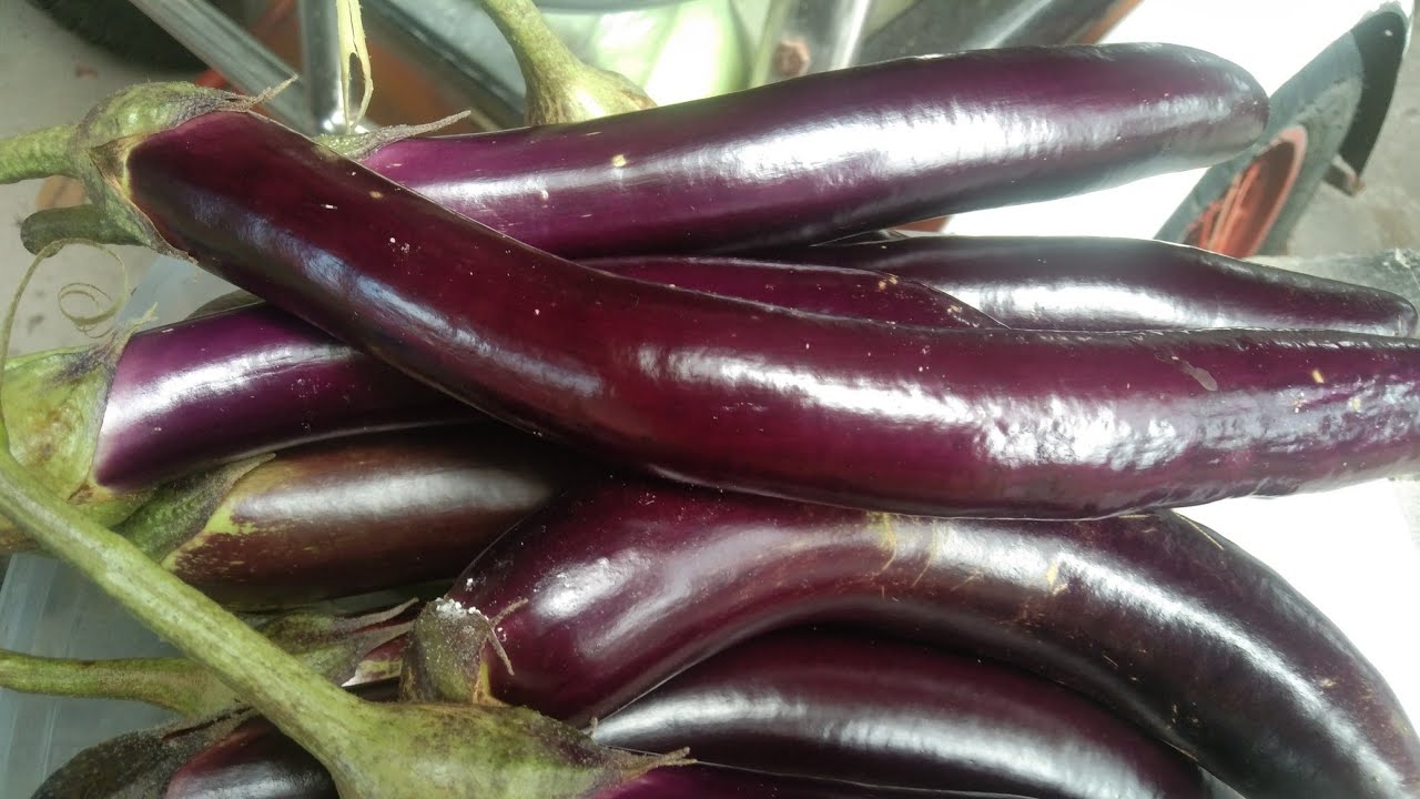 Ani ng Talong sa aming Gulayan (Harvest eggplants from our Vegetable ...
