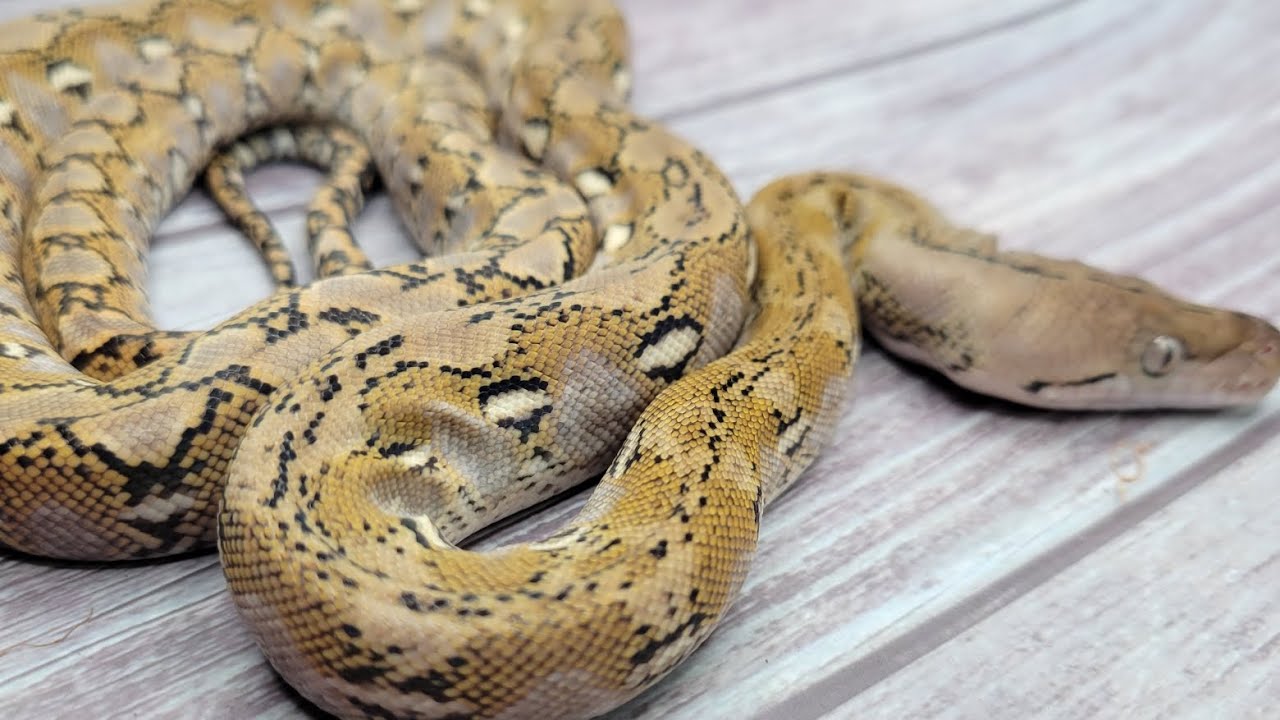 $35k unboxing... Super Drawf Retics - YouTube