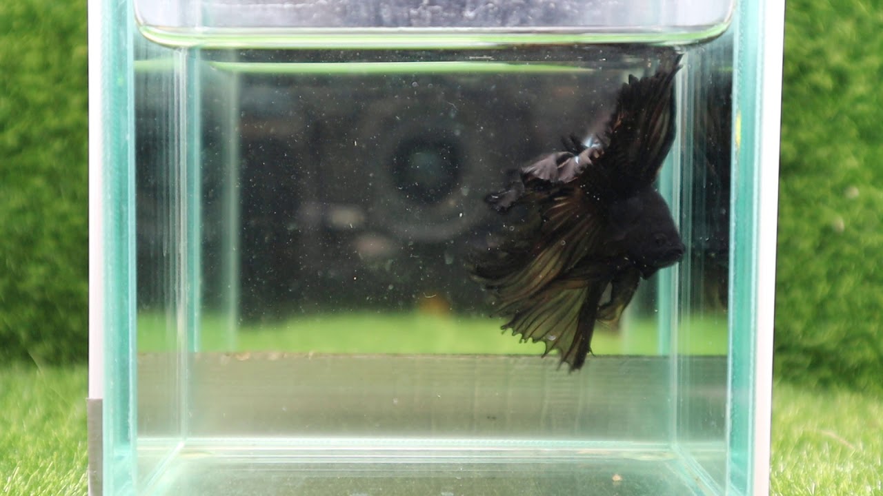 [219_A3]Live Betta Fish High Quality Male Black Silver HM 📸Video ...