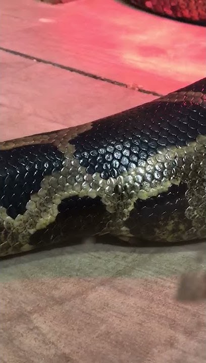 An amazing video of our python showing its "legs" in motion. - YouTube