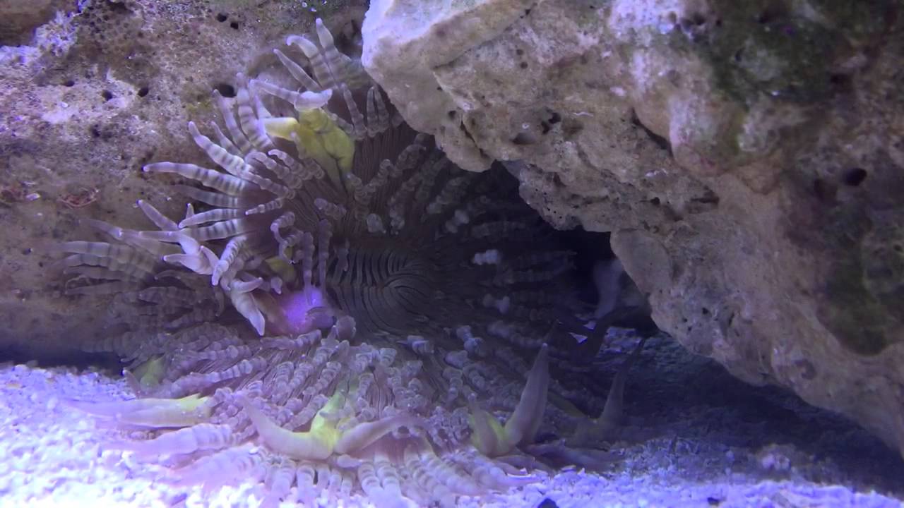 SAND anemone - YouTube